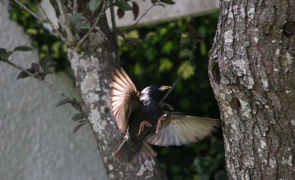 Bird Stalking – João Figueiredo (jfig)
